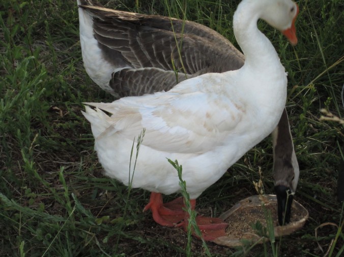 molting time is here in gooseland - KW Homestead