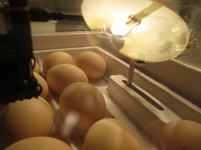 incubating chicken eggs 101 - KW Homestead