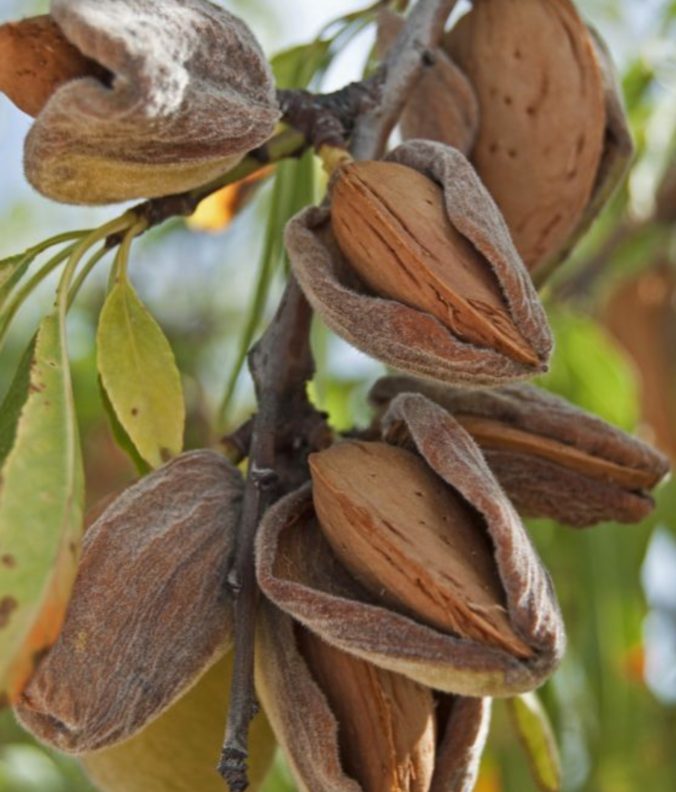Almond Tree - KW Homestead